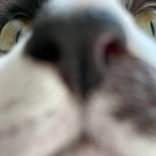 Stream My cat made this by Andrew Millman | Listen online for free on ...