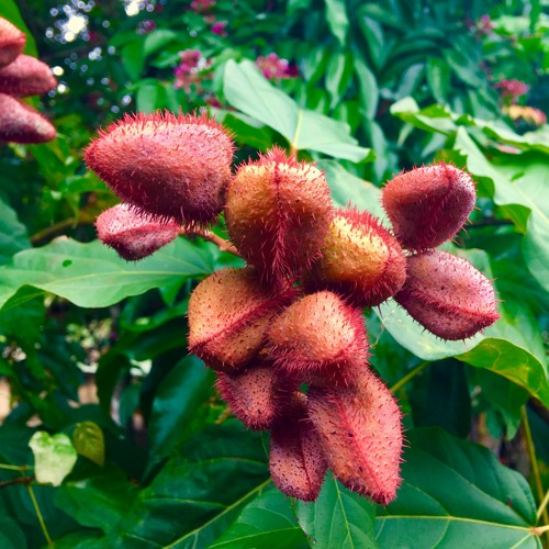 Stream Achiote: fruto del Chocó, fruto de las comunidades: ¿Cómo ...