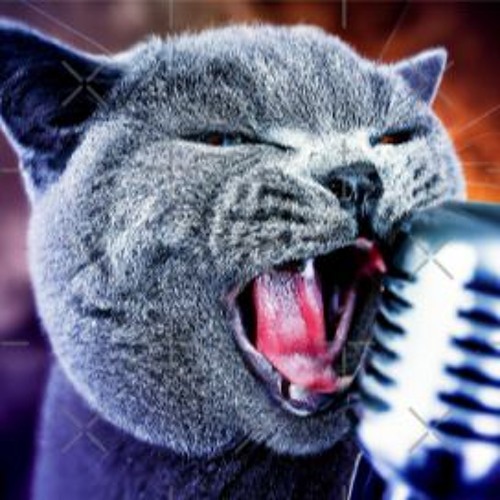 Stream KITTN🐸🎸⎛⎝ ≽ > ⩊