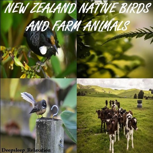 Stream NEW ZEALAND NATIVE BIRDS WITH FARM ANIMALS FULL TRACK by ...
