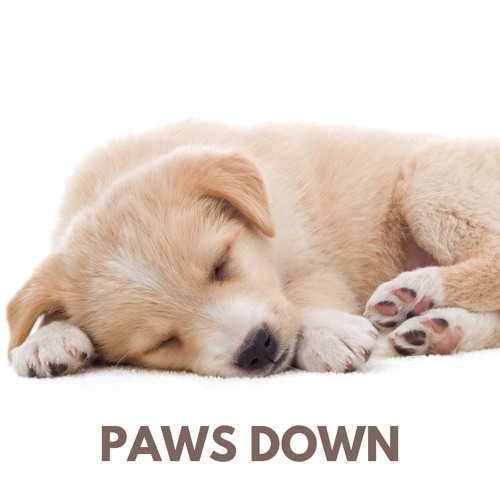 Stream Paws Down by Dog Serenitying Music | Listen online for free on ...
