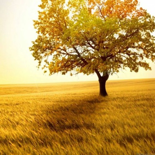 Stream Tree of Life by BushinStyle | Listen online for free on SoundCloud
