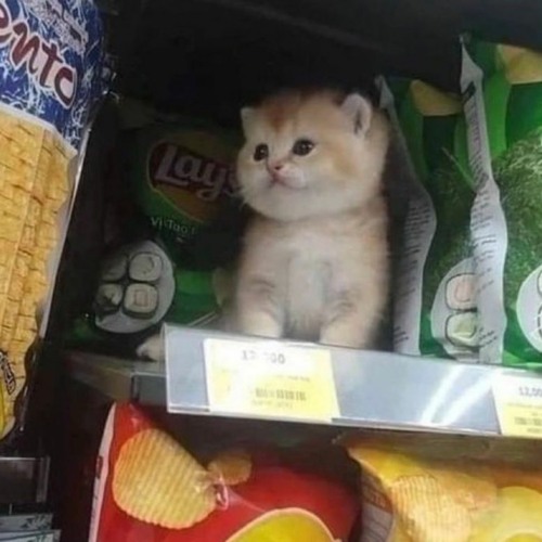 Stream on the drive home cover but i’m sad and sleepy and can’t hit the ...