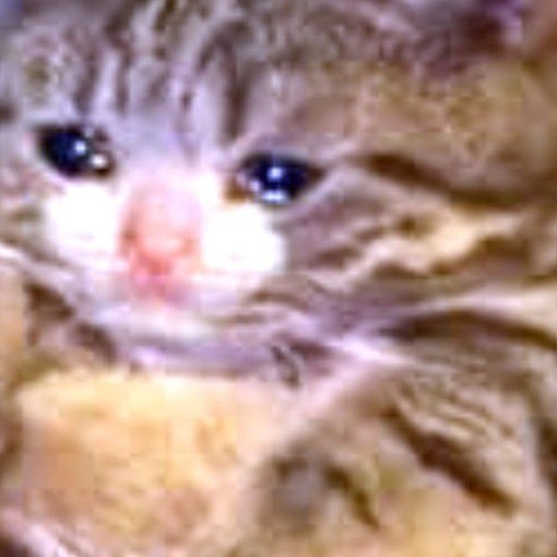 Stream do you want to continue this?..... by real Maxwell cat | Listen ...