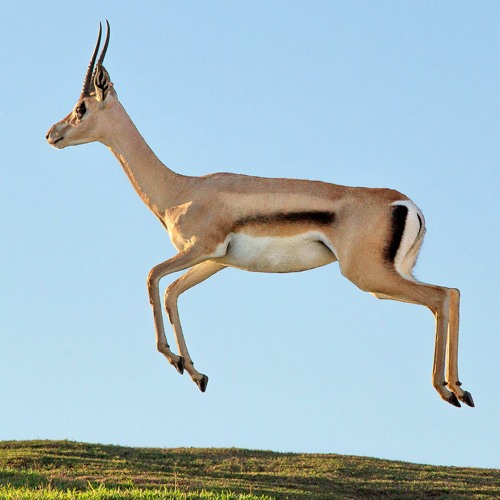 Stream gazelle by yhar | Listen online for free on SoundCloud