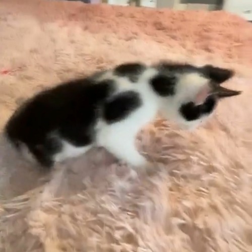 Stream ##doomsday1994💥🔫💀 by iydl (@iydl1007) | Listen online for free ...