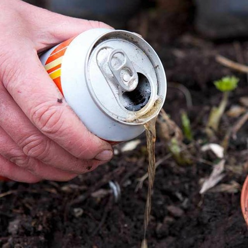 Stream The Slugs Are Our Gods by Bianca Rose Cheung | Listen online for ...