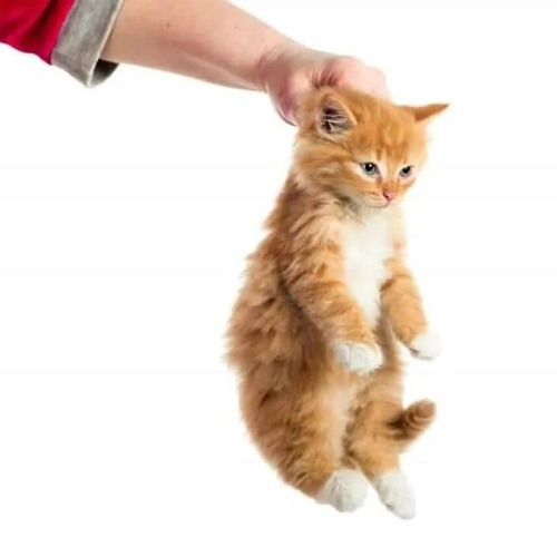 Stream feofilov - patriot (prod. DJ PIČKA × DJ PEDOPHILE feat. DJ CIGAN ...