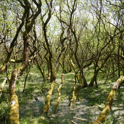 Stream episode George Quayle: Saving the Curragh by Culture Vannin ...