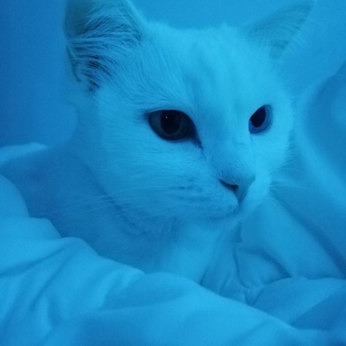 Stream June Henry - I'm Goofy (Bladee Cover) *Stupidppl Edit* by ...