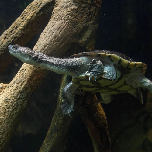 Stream episode The Bronx Zoo Is Working to Save Some of the World’s ...