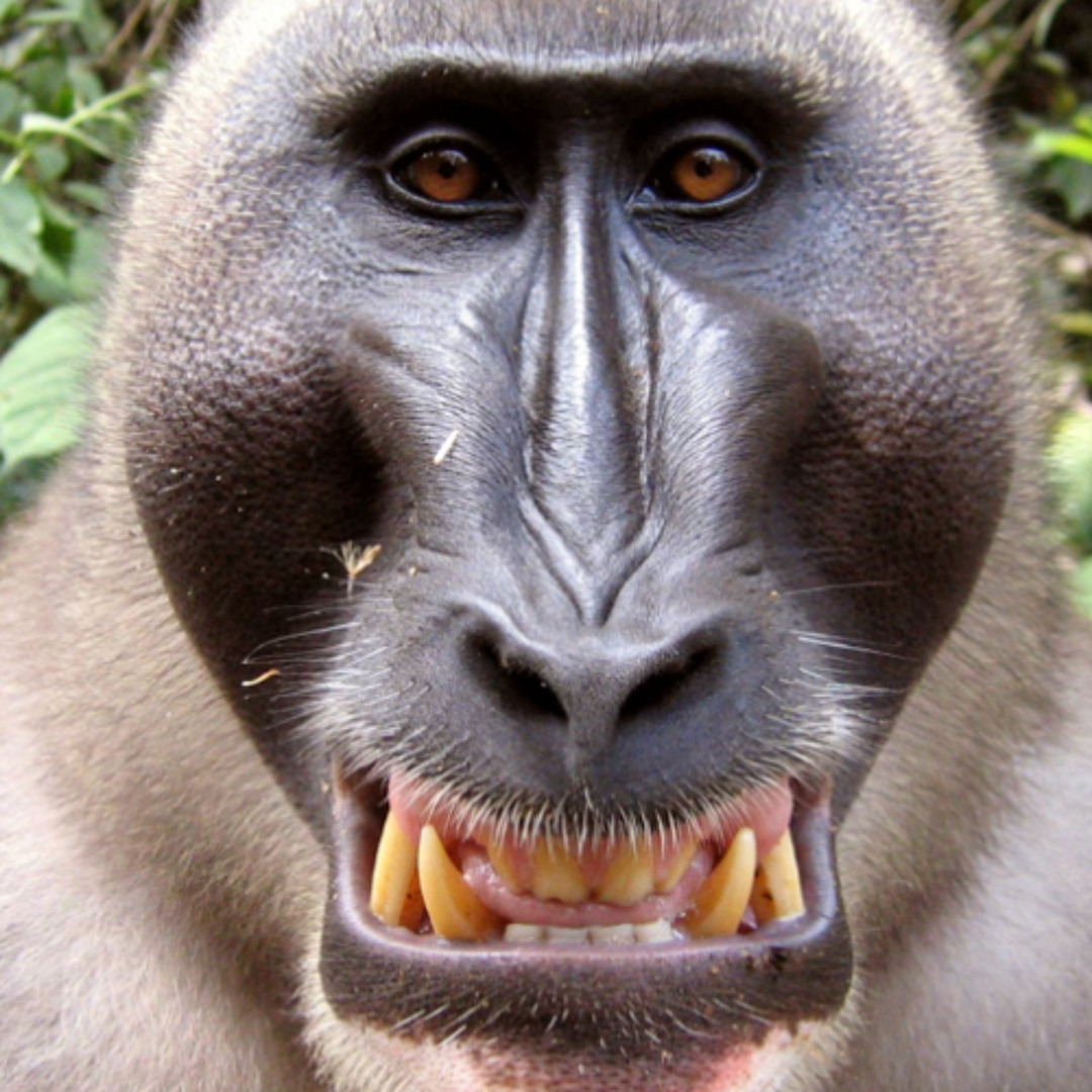 Stream monkey beat by dj hitlers ass crack | Listen online for free on ...