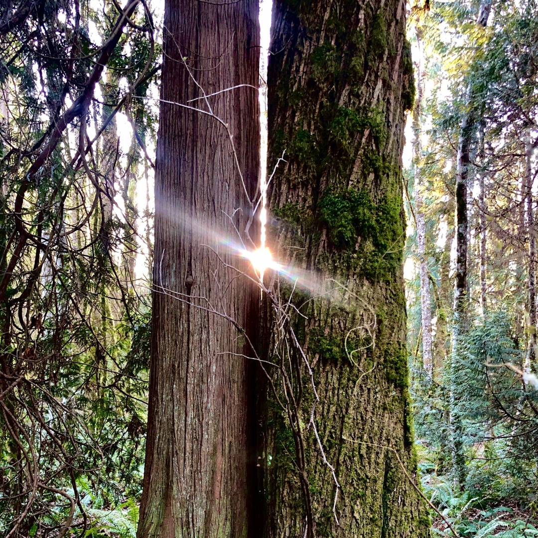 Stream David Whyte Reads "Sometimes" by brainpicker | Listen online for ...