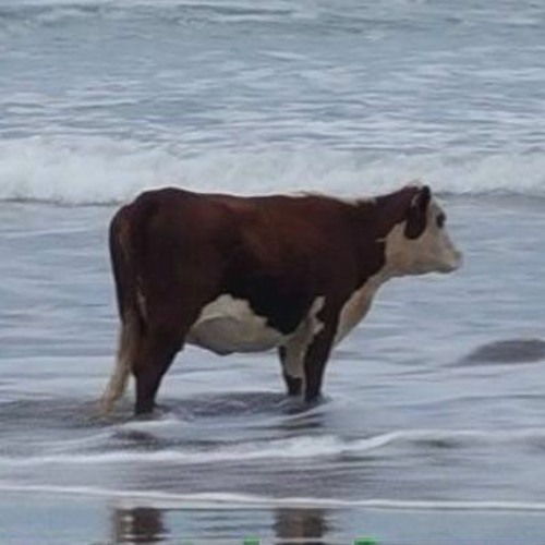 Depressed Cow