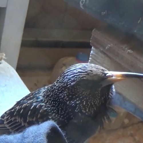 Stream Alexa Bird by emceerad | Listen online for free on SoundCloud