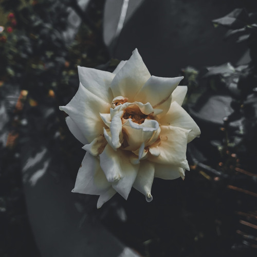 Stream En Chok Ai Kot (Maiky) by s h e l l a | Listen online for free ...