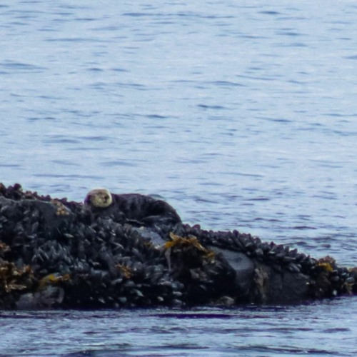 Stream episode the story of Ollie, the little sea otter who changed a ...