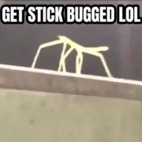 Stream GET STICKED BUG LOL (BSS) (may hear stick bug sound effects) by ...