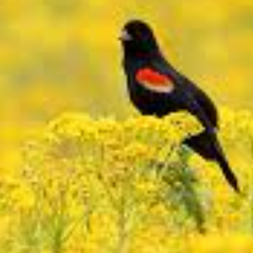 Stream episode Birding with Al Batt on 3-25-2025 by The Maverick FM ...