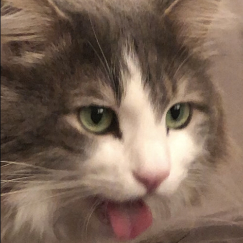 Stream VAMPYX X ANGELMANE - XXNECROPHILESHOWXx (NIGHTCORE) xx by ...