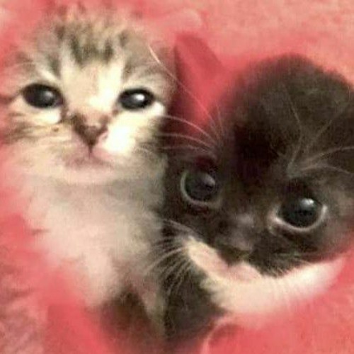 Stream GARUPUCCA xolitxo by hhhhhjjj | Listen online for free on SoundCloud