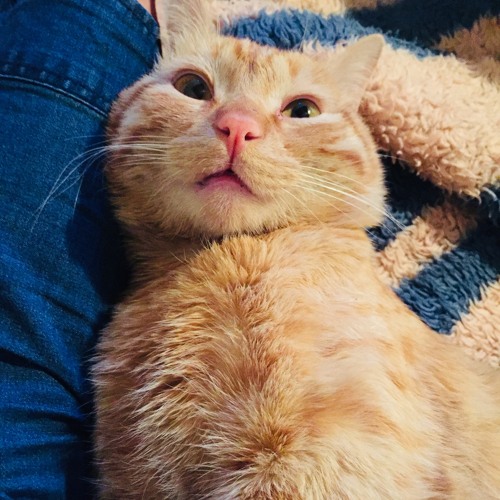 Stream Dowlon Soucould by estebangualan | Listen online for free on ...