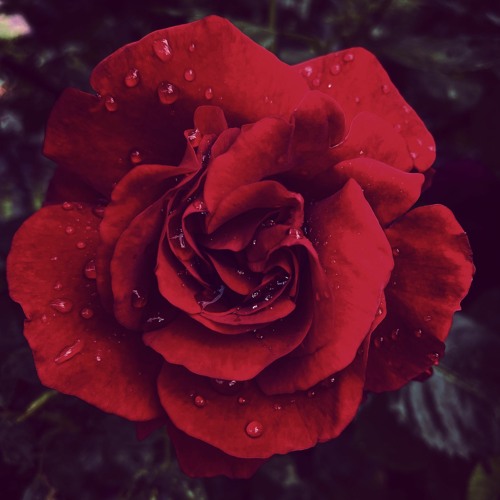 Stream Farewell. by Tim Kroll | Listen online for free on SoundCloud