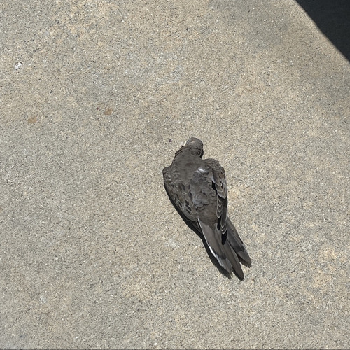 Stream poem of a dead bird by chloegallardo | Listen online for free on ...