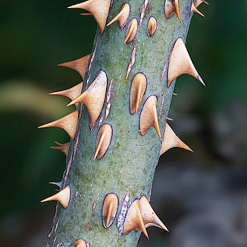 Stream episode Bed Of Roses - Scott Moon by The Lunar Asylum podcast ...