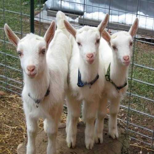Stream 3 Headed Goat (Ft. Beno4w4, Jaybo Sexc) by qwickjr | Listen ...