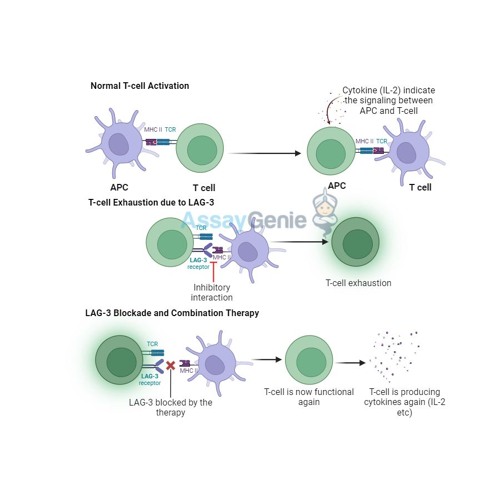 Stream episode LAG - 3 Revitalizing T Cells In Exhaustion For ...