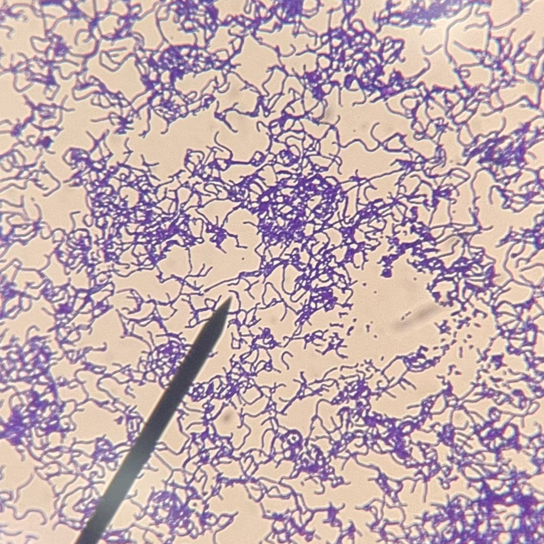 Listen to music albums featuring Chip Skylark 2 [Ft xo, Cj reid] by ...