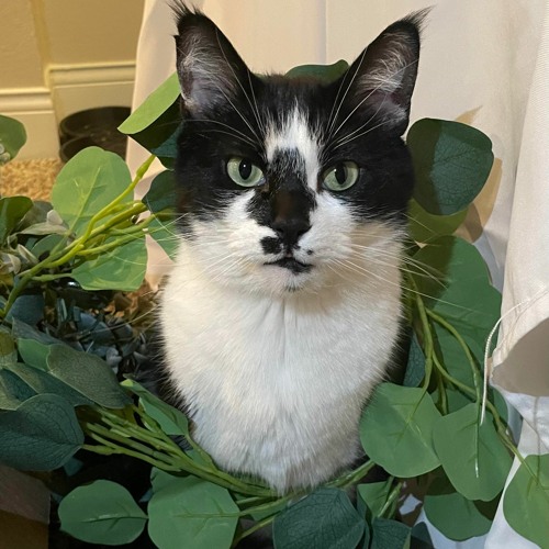 Stream Growth by Quasar Cat | Listen online for free on SoundCloud