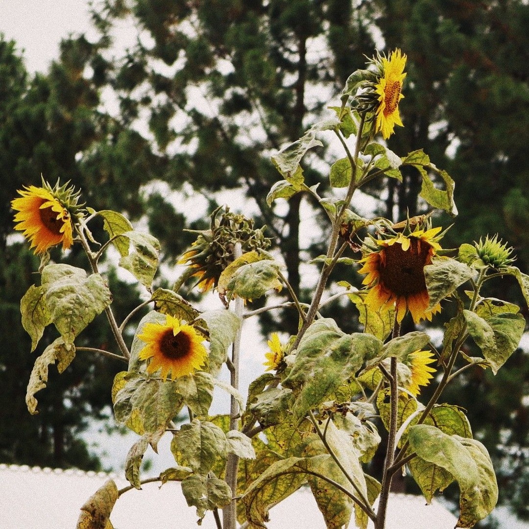 Stream Olivia Rodrigo - Happier (cover) by halv____ | Listen online for ...