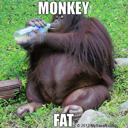 Stream Monkey Fat Sad Song by Monkey Fat | Listen online for free on ...