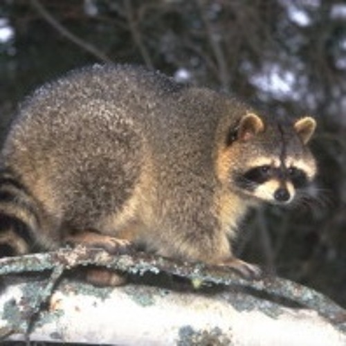 Stream 10. Raccoons are common throughout North America by Teacher ...