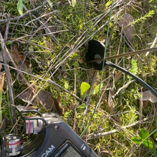 Stream Mertola 01- Moss-covered soil under wild olive tree by Yuxin Pan ...