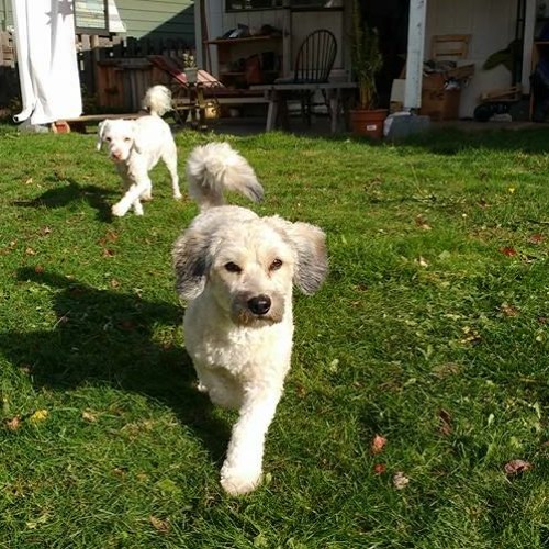 Stream My Dead Body by Justin Pando | Listen online for free on SoundCloud