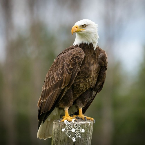 Stream Águila Águile (Live Version) by Círculo Medicina | Listen online ...