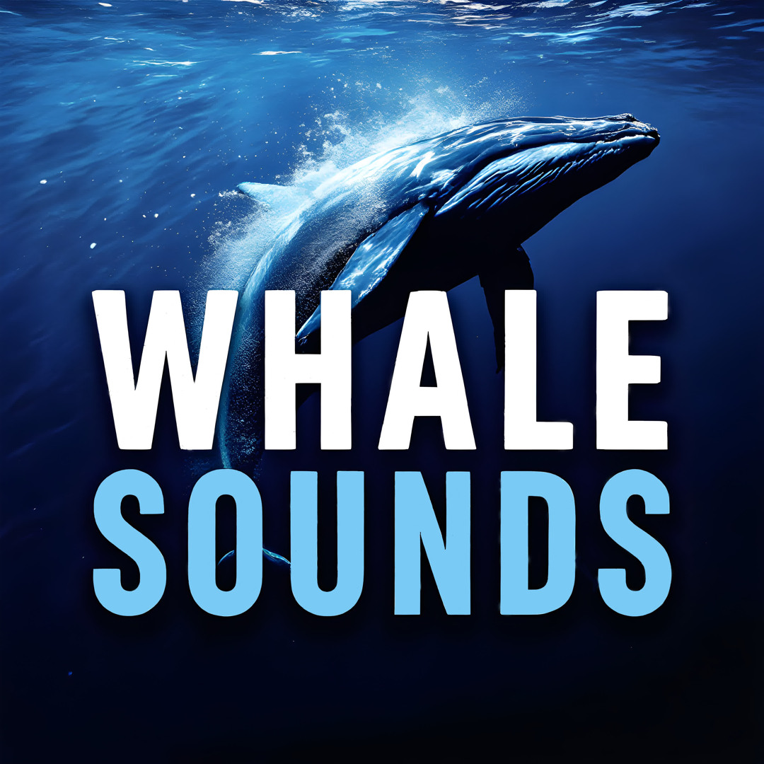 Stream Whale Sounds by Orca Whale Sounds | Listen online for free on ...