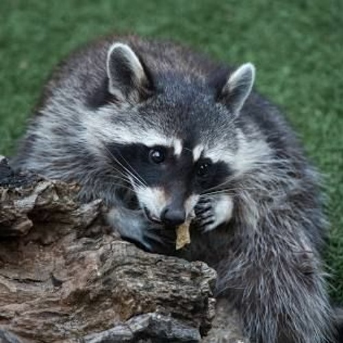 Stream The Raccoon king | Listen to Fazbear Frights Songs (DHeusta ... Stream The Raccoon king | Listen to Fazbear Frights Songs (DHeusta ...