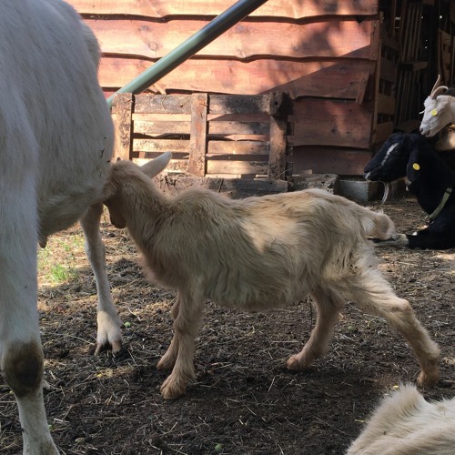 Stream Goat Interview II by elastix | Listen online for free on SoundCloud