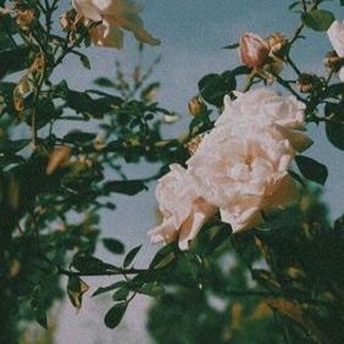 Stream Hasta La Raíz (Artista Original: Natalia Lafourcade) by Lea ...