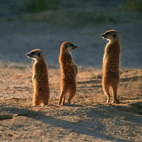 Stream Meerkat Dance by Alexander Maria Blok | Listen online for free ...