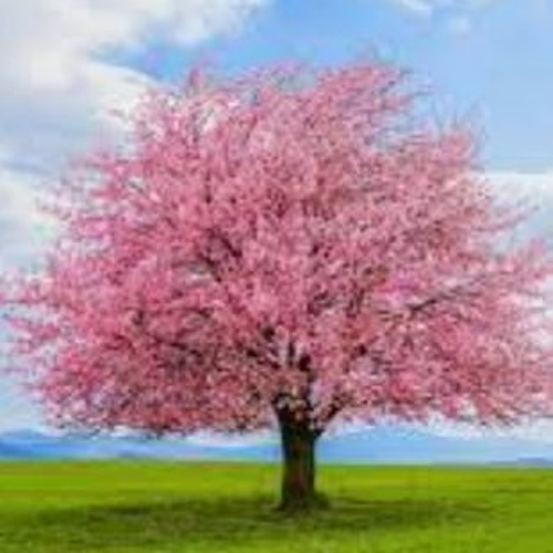 Stream Dhruv Bhatia: Tree Leaves Rustling by Master's College Music ...