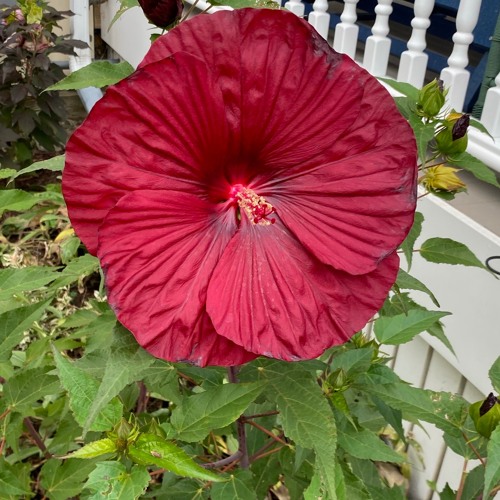 Stream Sitar In C by George Ross 6 | Listen online for free on SoundCloud