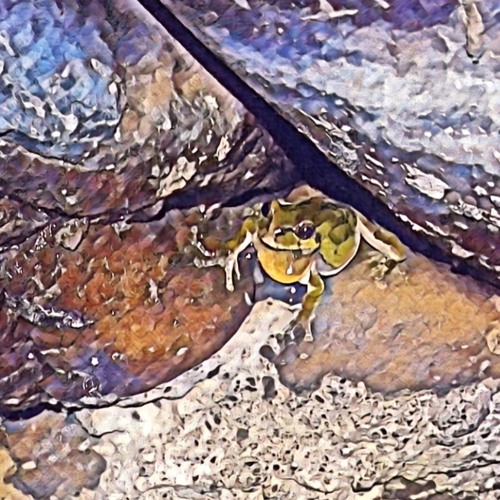 Stream Frog Place by chochopolice | Listen online for free on SoundCloud