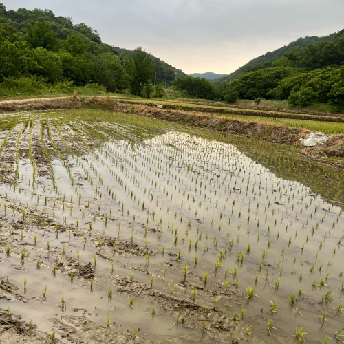 Stream 시골 (Prod. SCARY'P) by Seo Gang | Listen online for free on ...