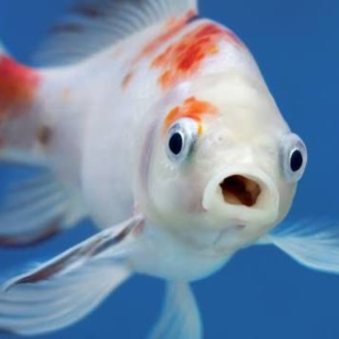 Stream Like a Fish To Water Ft. Gina Da Lesbian by Black Astronaut ...
