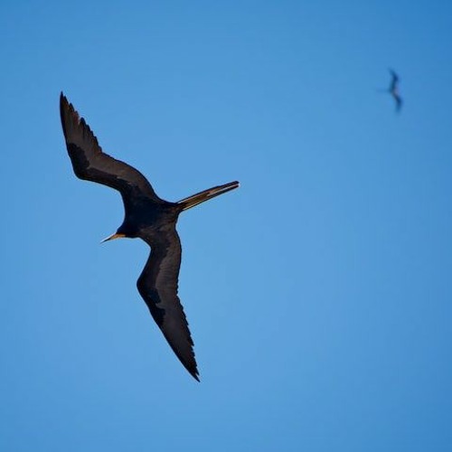 Stream episode [#140] Really Good Bird Impressions by DailyNata.com ...